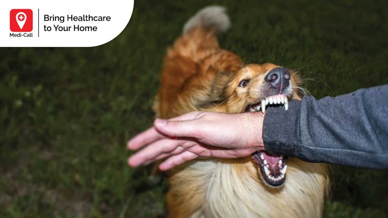 Ciri Hewan yang Terkena dan Menularkan Penyakit Rabies