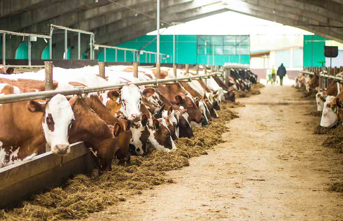 Mengenal Apa Itu Anthrax, Penyebab, dan 4 Jenisnya yang Mengancam ...