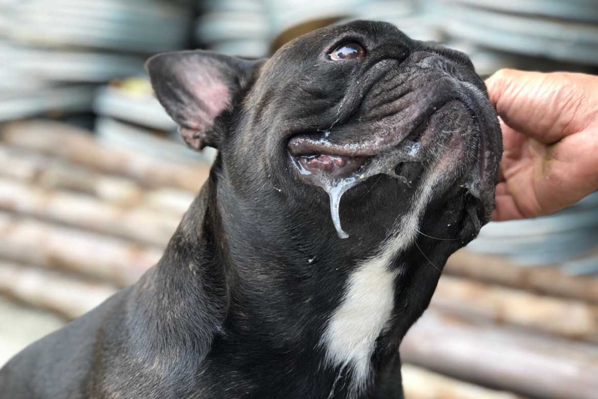 Layanan Vaksin Rabies